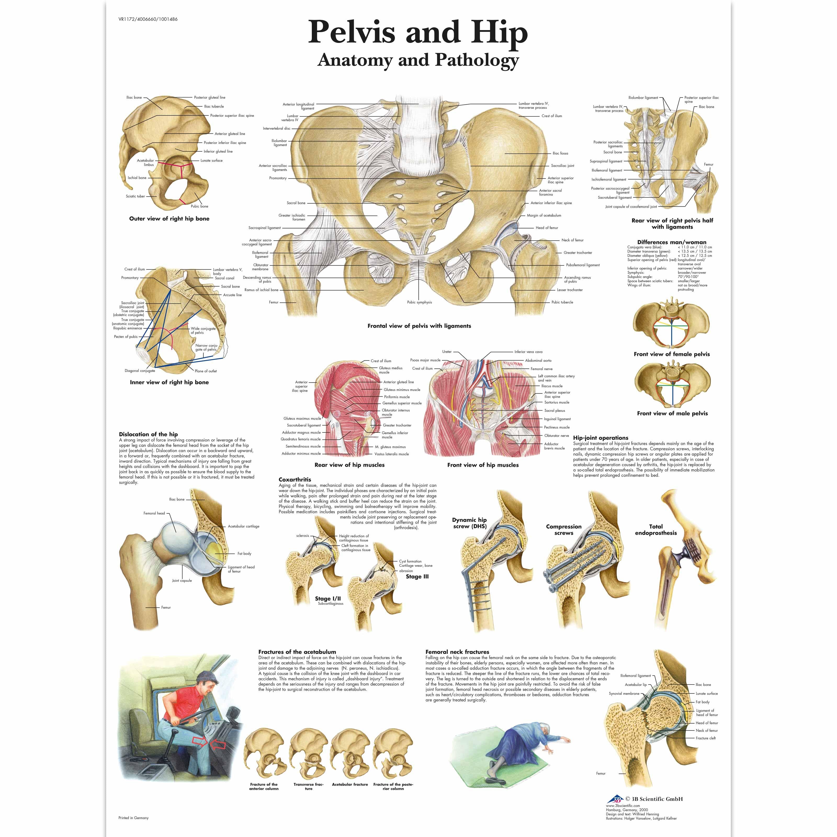 Pelvis and Hip Chart - Vena Cava Ltd.